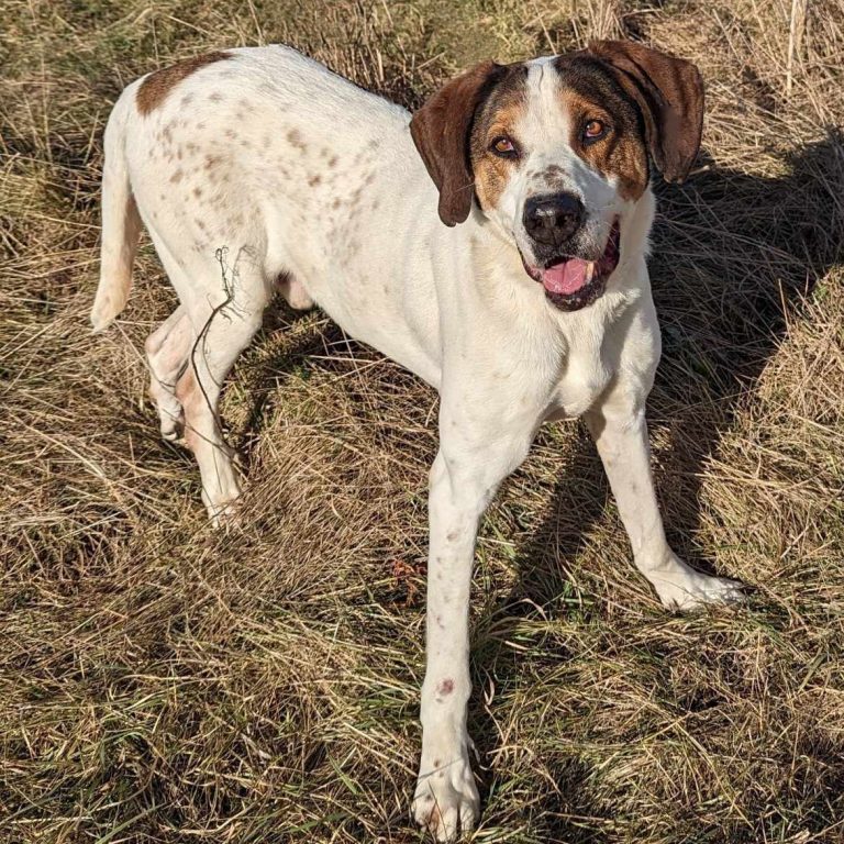Produkt-Kategorien Tiere anderer Organisationen